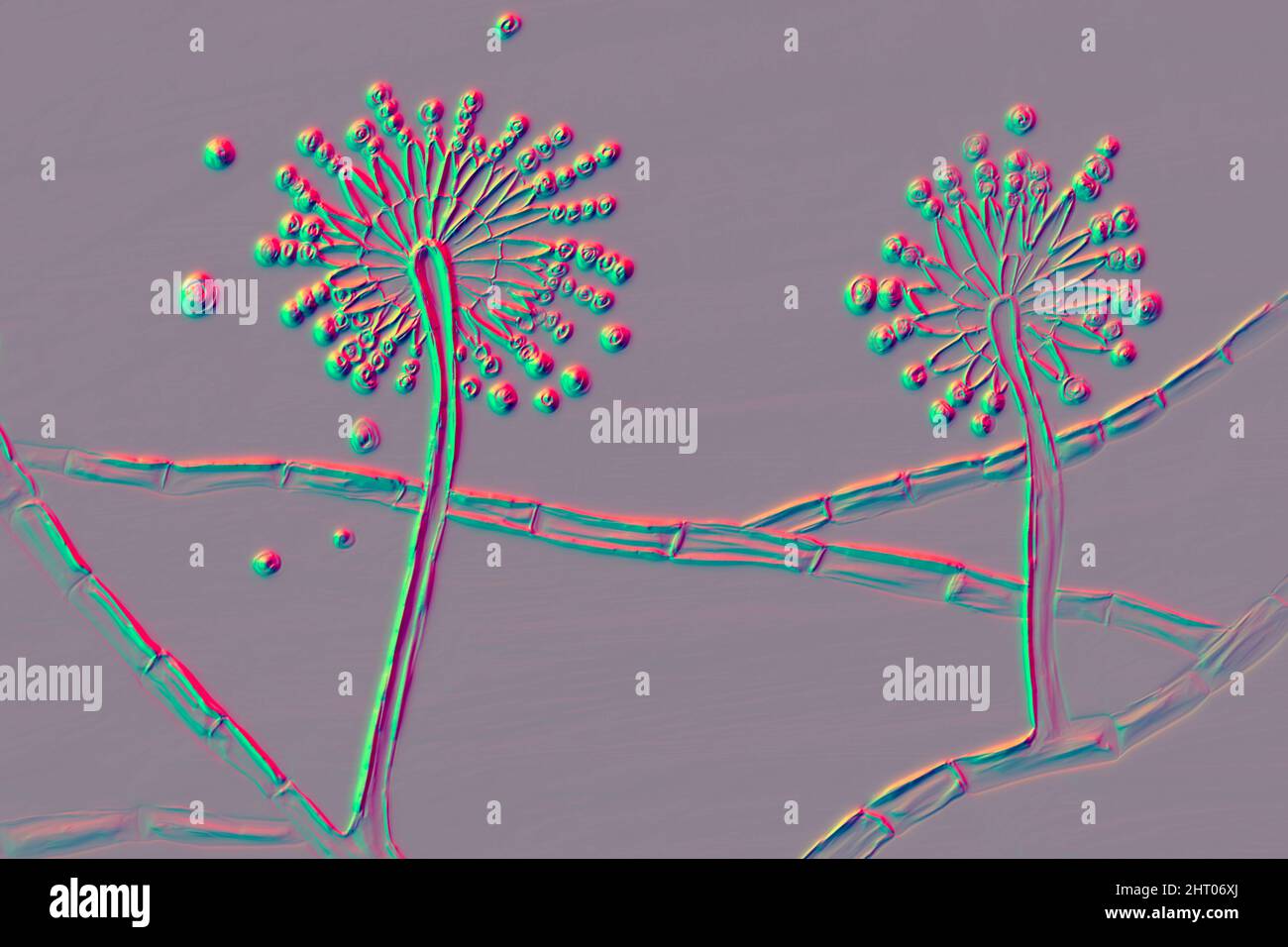 Aspergillus niger fungi, illustration Stock Photo - Alamy
