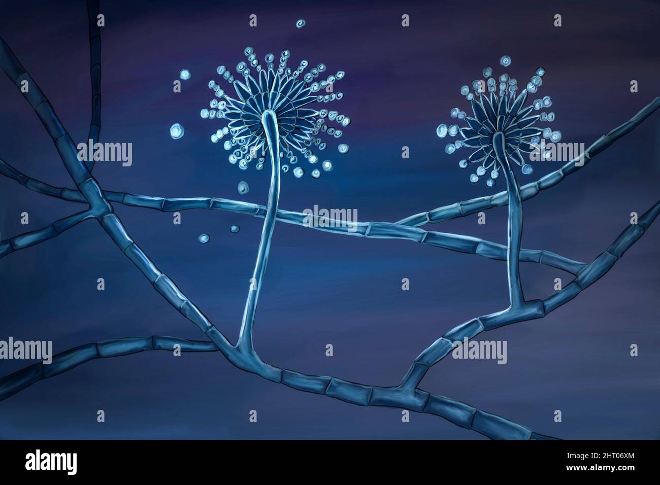 Aspergillus niger fungi, illustration Stock Photo - Alamy