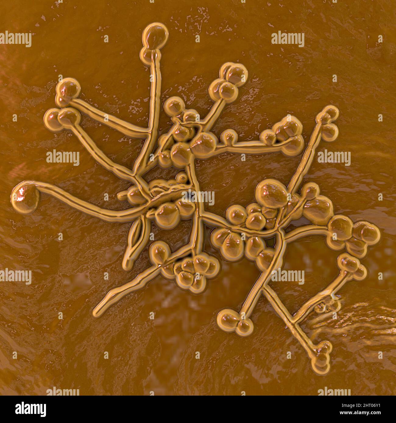 Candida fungi, illustration Stock Photo - Alamy