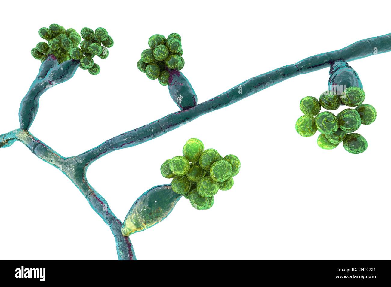 Fungi micro organism Cut Out Stock Images & Pictures - Alamy