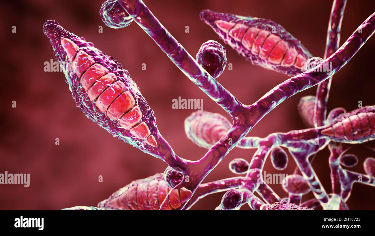 Microsporum canis fungus, illustration Stock Photo - Alamy