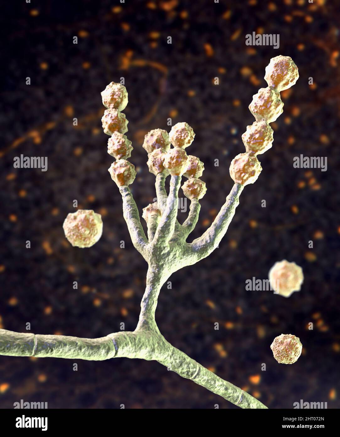 Scopulariopsis brevicaulis fungus, illustration Stock Photo - Alamy
