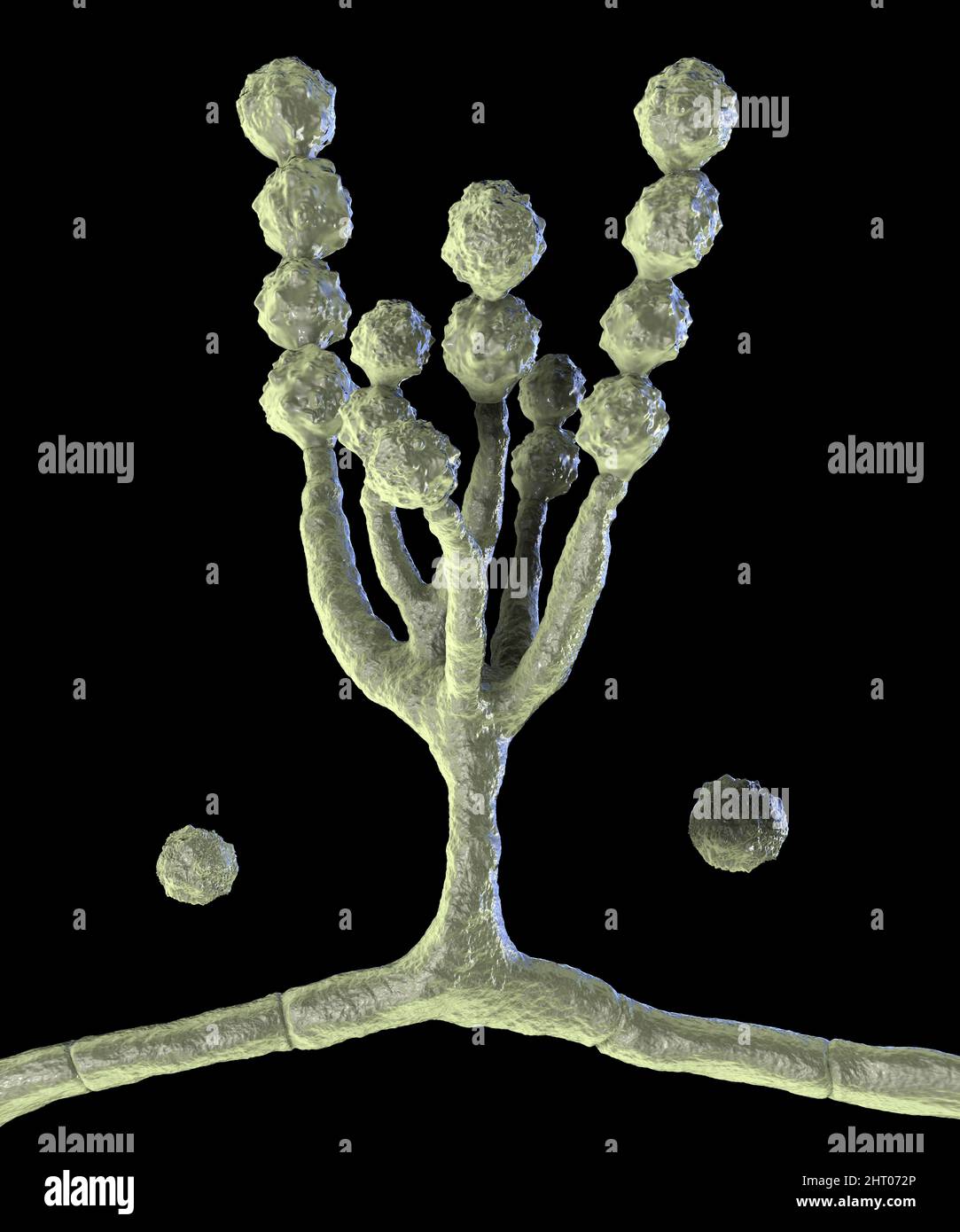 Scopulariopsis brevicaulis fungus, illustration Stock Photo - Alamy