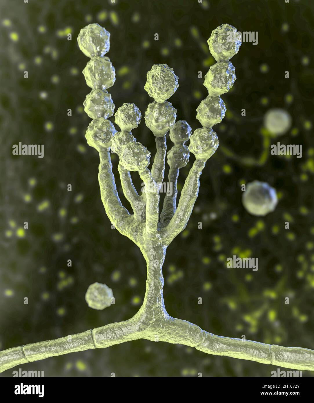 Scopulariopsis brevicaulis fungus, illustration Stock Photo - Alamy