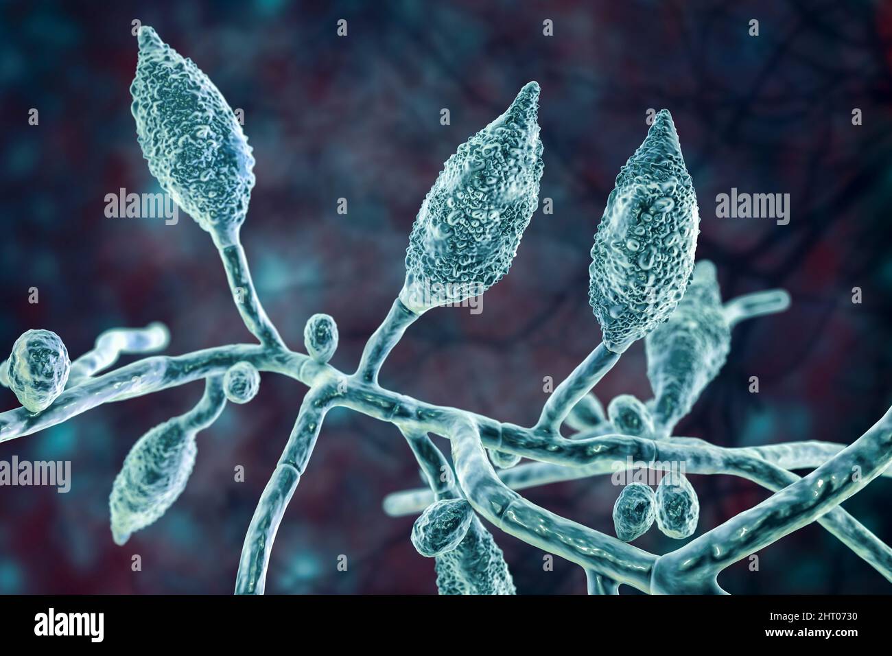 Microsporum canis fungus, illustration Stock Photo - Alamy