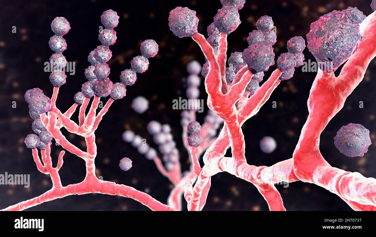 Scopulariopsis brevicaulis fungus, illustration Stock Photo - Alamy