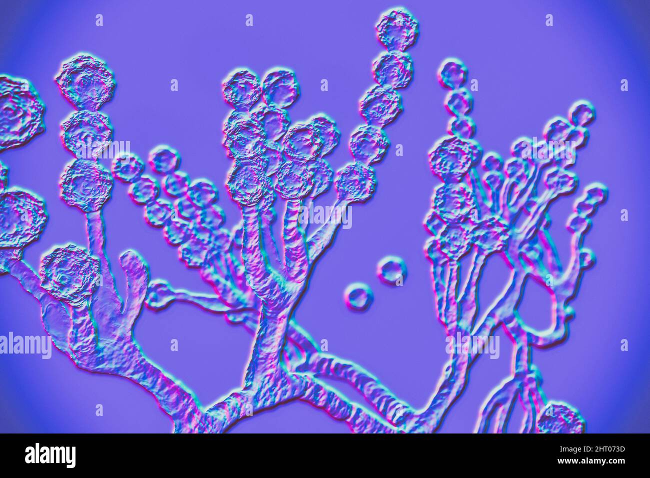 Scopulariopsis brevicaulis fungus, illustration Stock Photo - Alamy