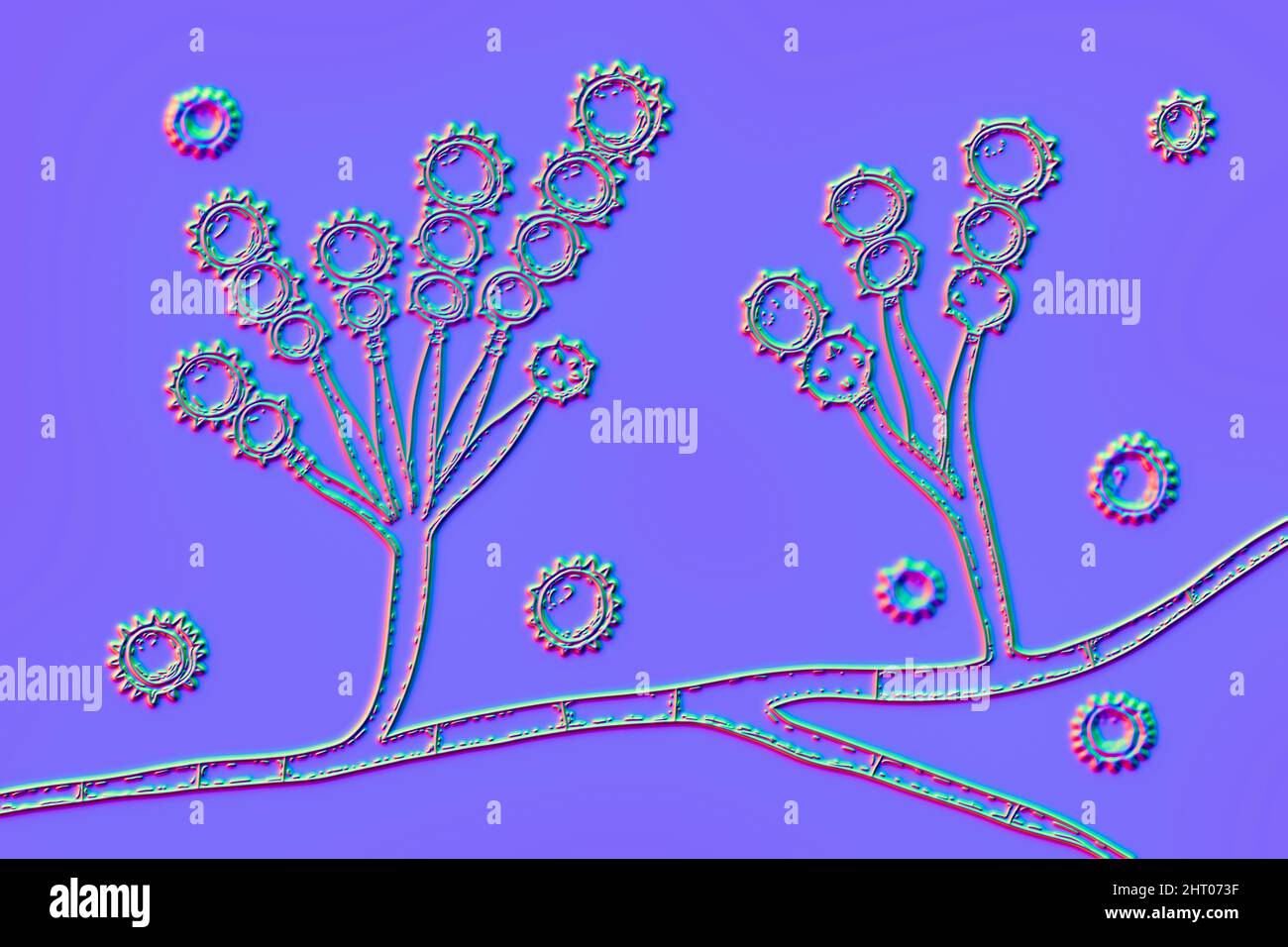 Scopulariopsis brevicaulis fungus, illustration Stock Photo - Alamy