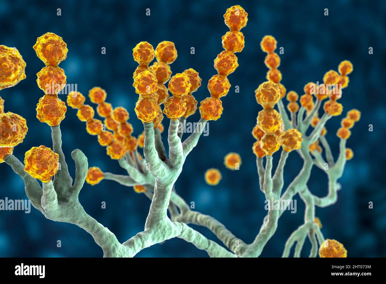 Scopulariopsis brevicaulis fungus, illustration Stock Photo - Alamy