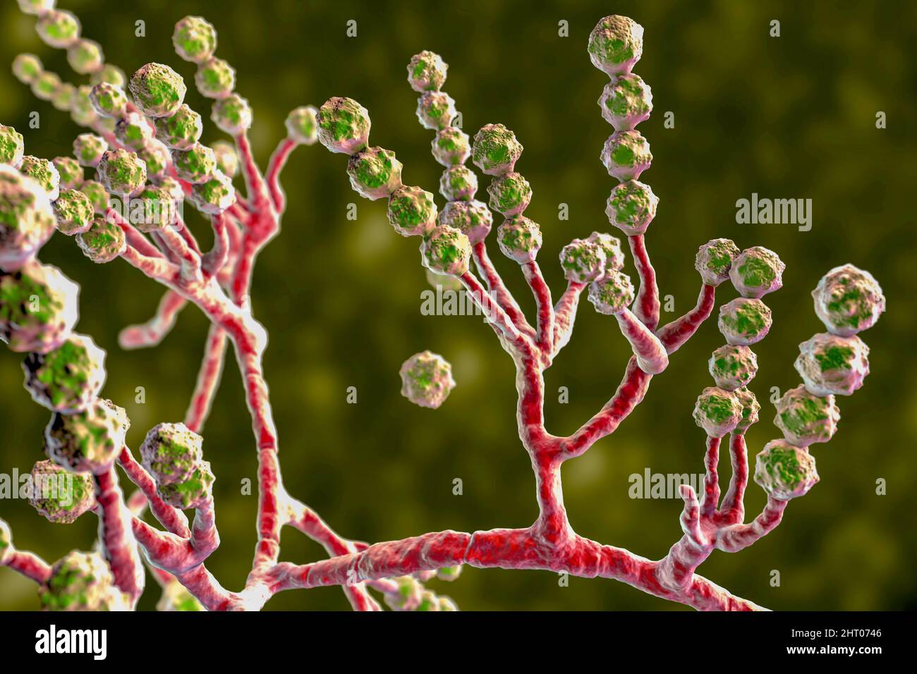 Scopulariopsis brevicaulis fungus, illustration Stock Photo - Alamy