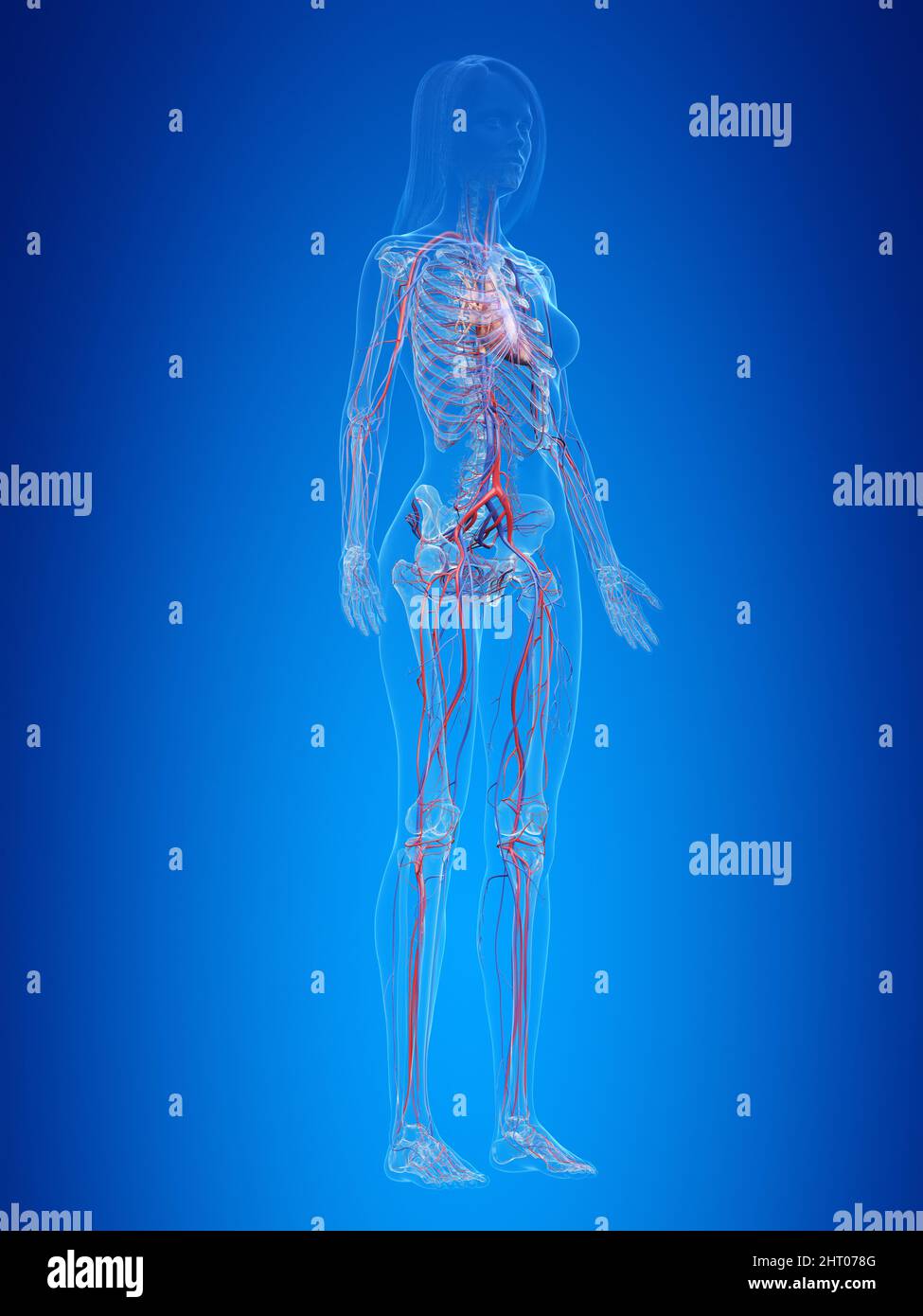 Human vascular system, illustration Stock Photo - Alamy
