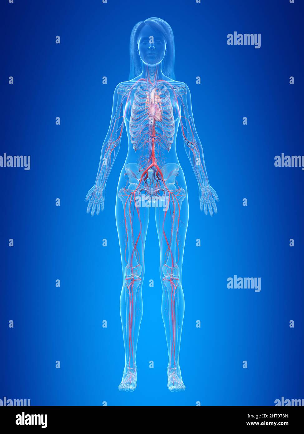 Human vascular system, illustration Stock Photo - Alamy