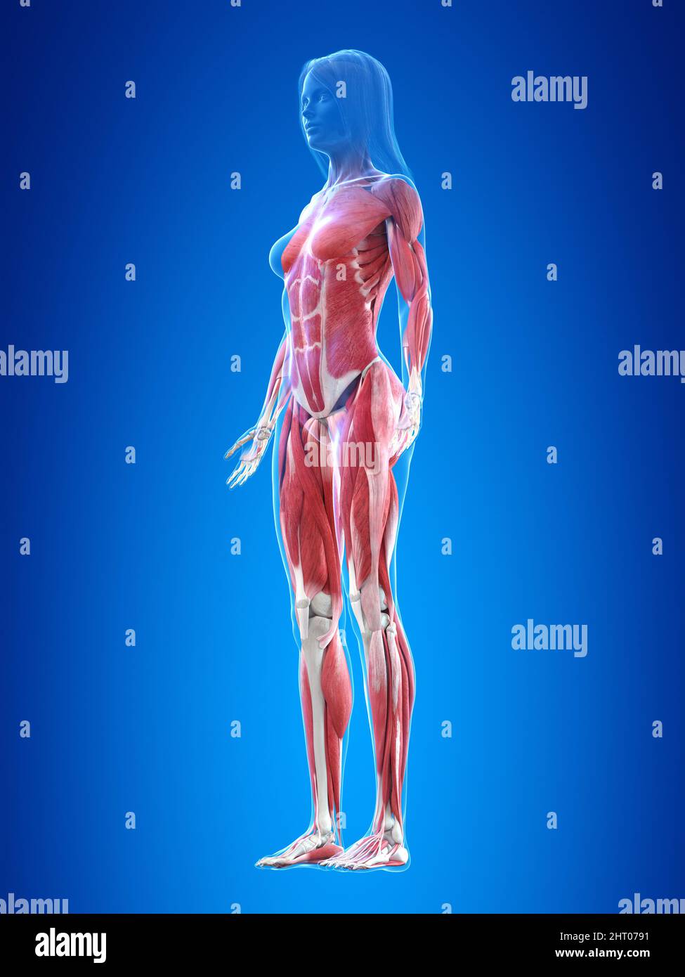 Human muscular system, illustration Stock Photo - Alamy