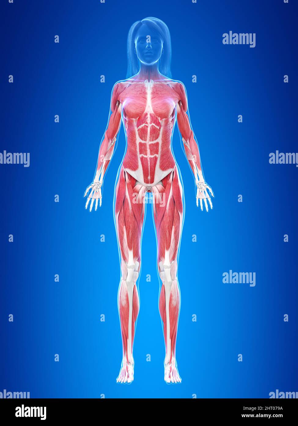 Human muscular system, illustration Stock Photo - Alamy
