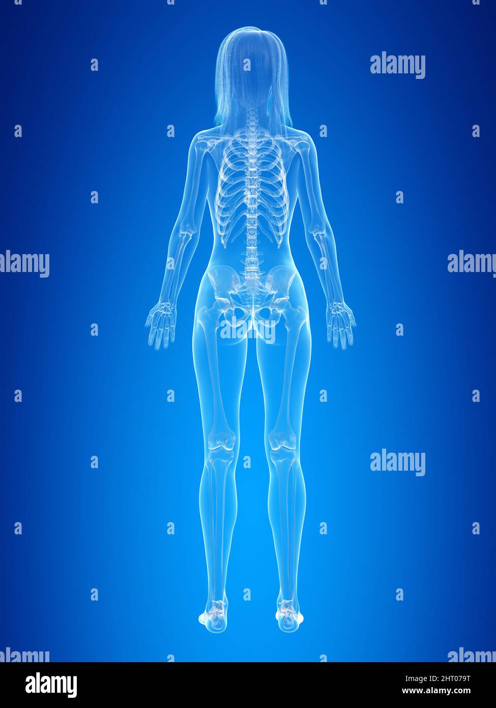 Human skeleton, illustration Stock Photo - Alamy