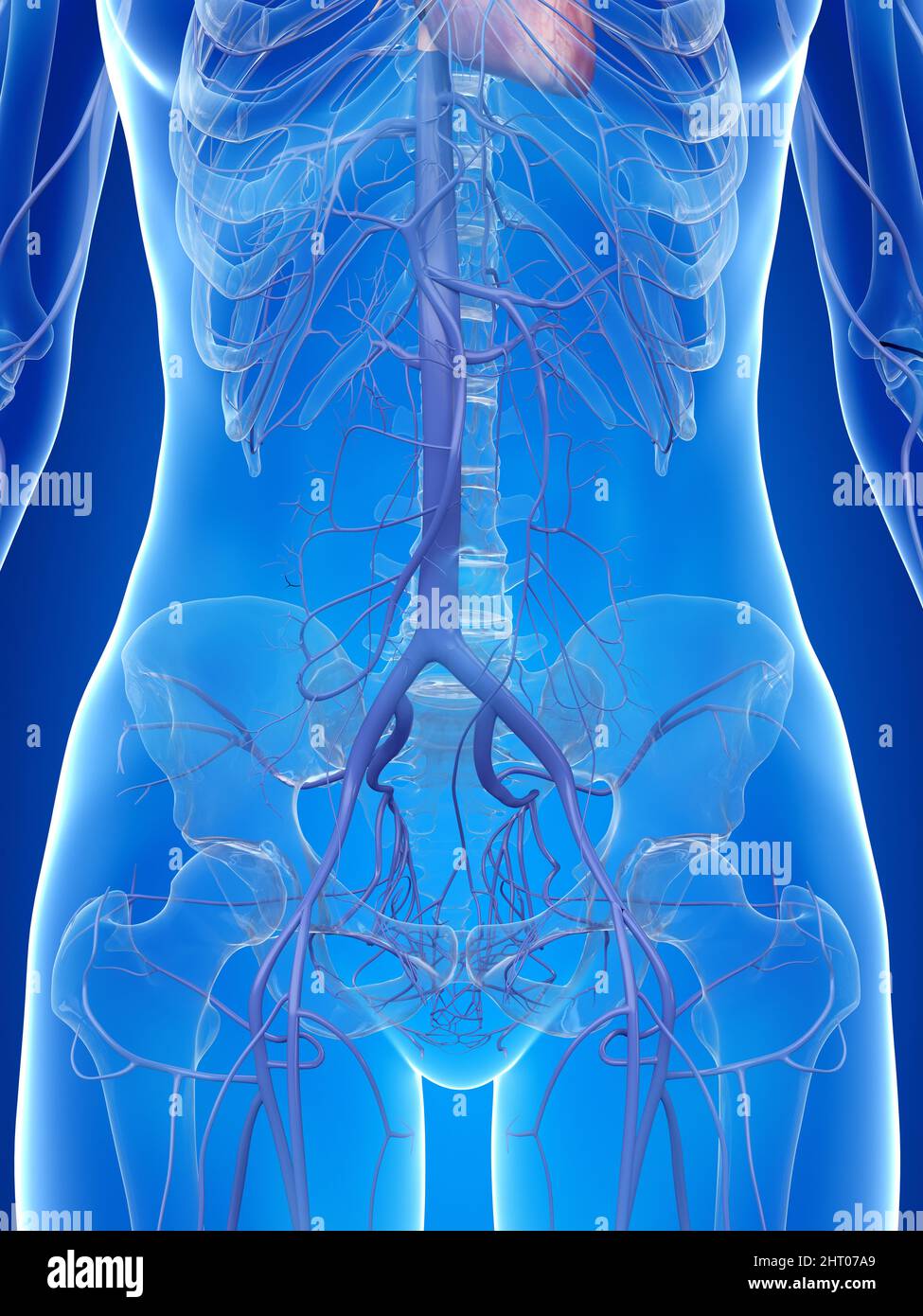Human abdominal veins, illustration Stock Photo - Alamy