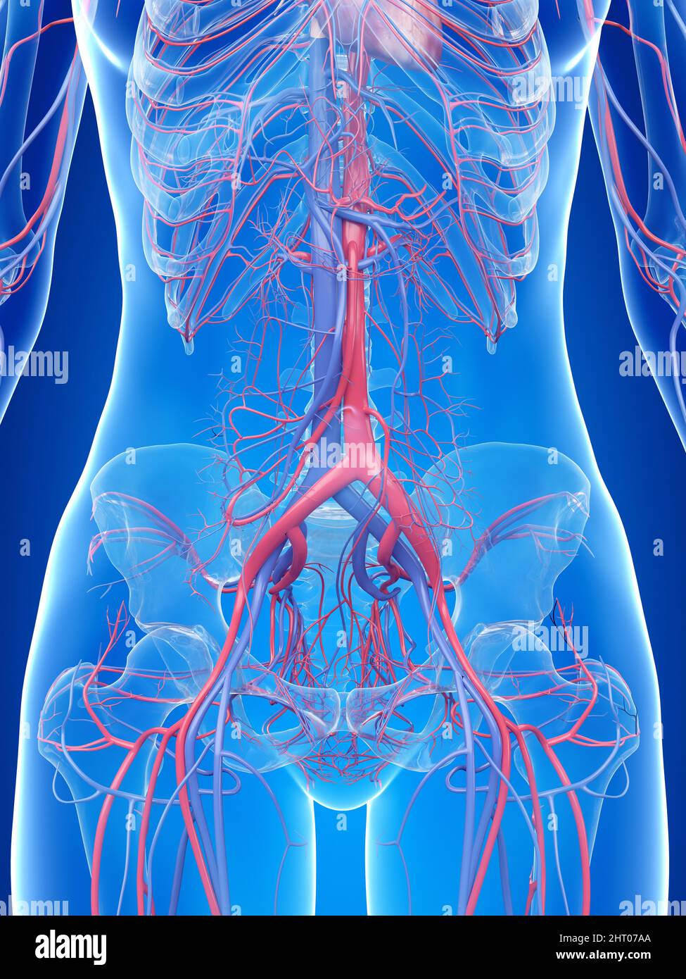 Human vascular system, illustration Stock Photo - Alamy