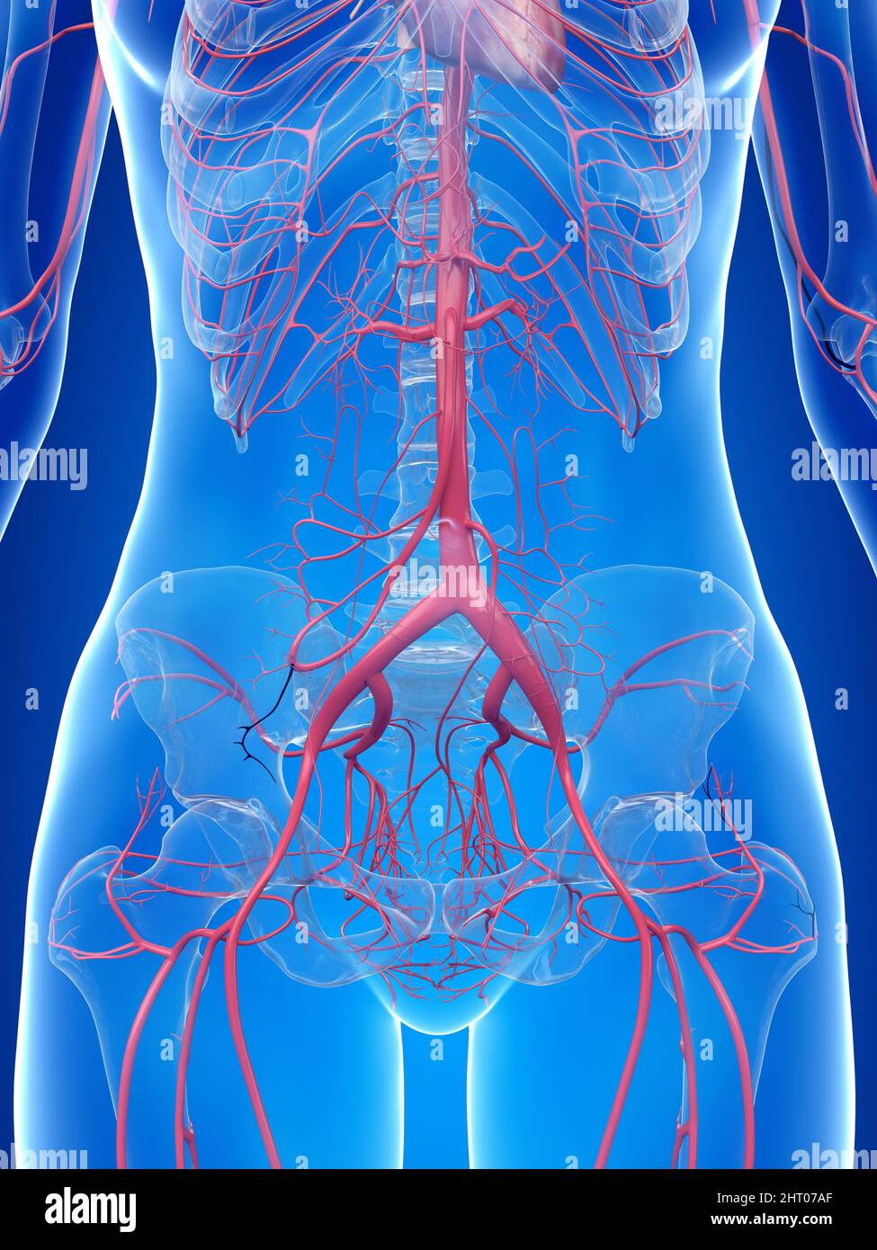 Human abdominal arteries, illustration Stock Photo - Alamy