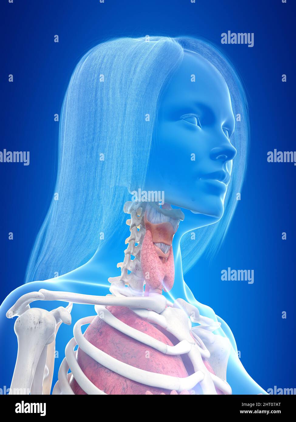 Human neck organs, illustration Stock Photo - Alamy