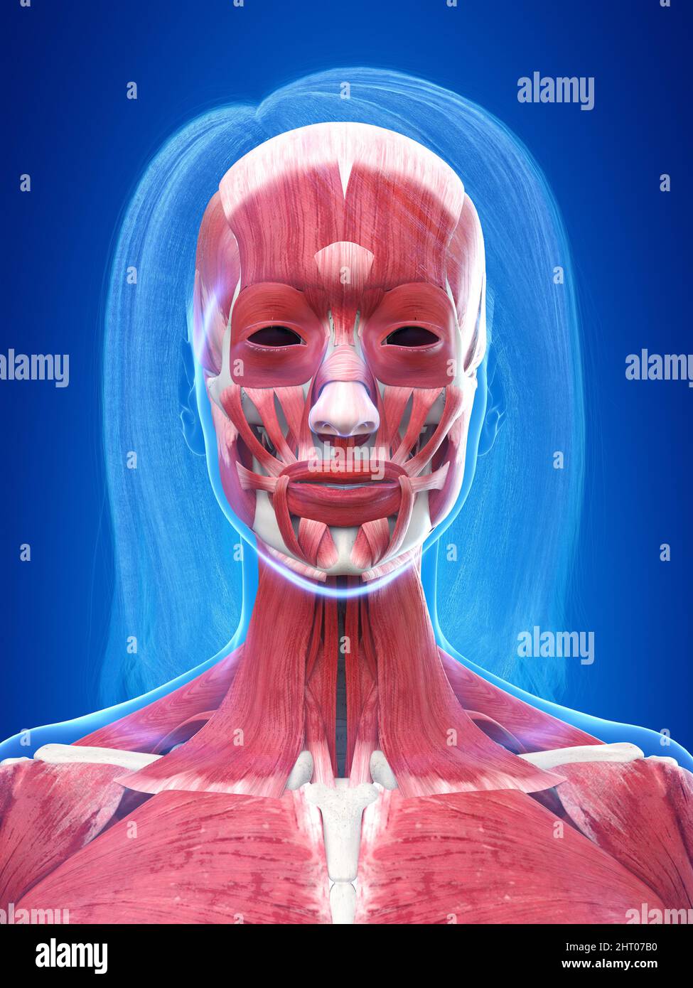 Human head muscles, illustration Stock Photo - Alamy