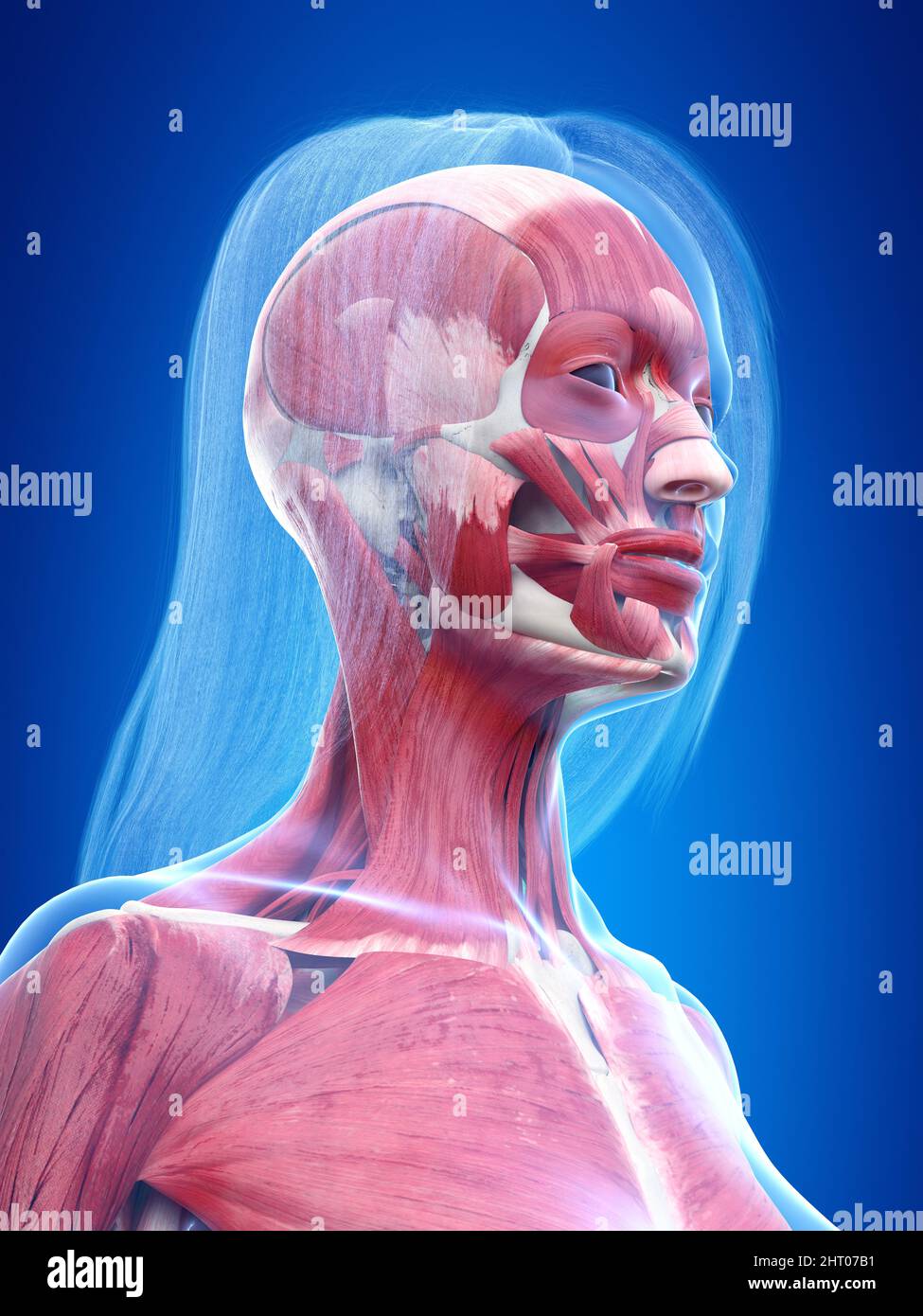 Female head and neck muscles hi-res stock photography and images - Alamy