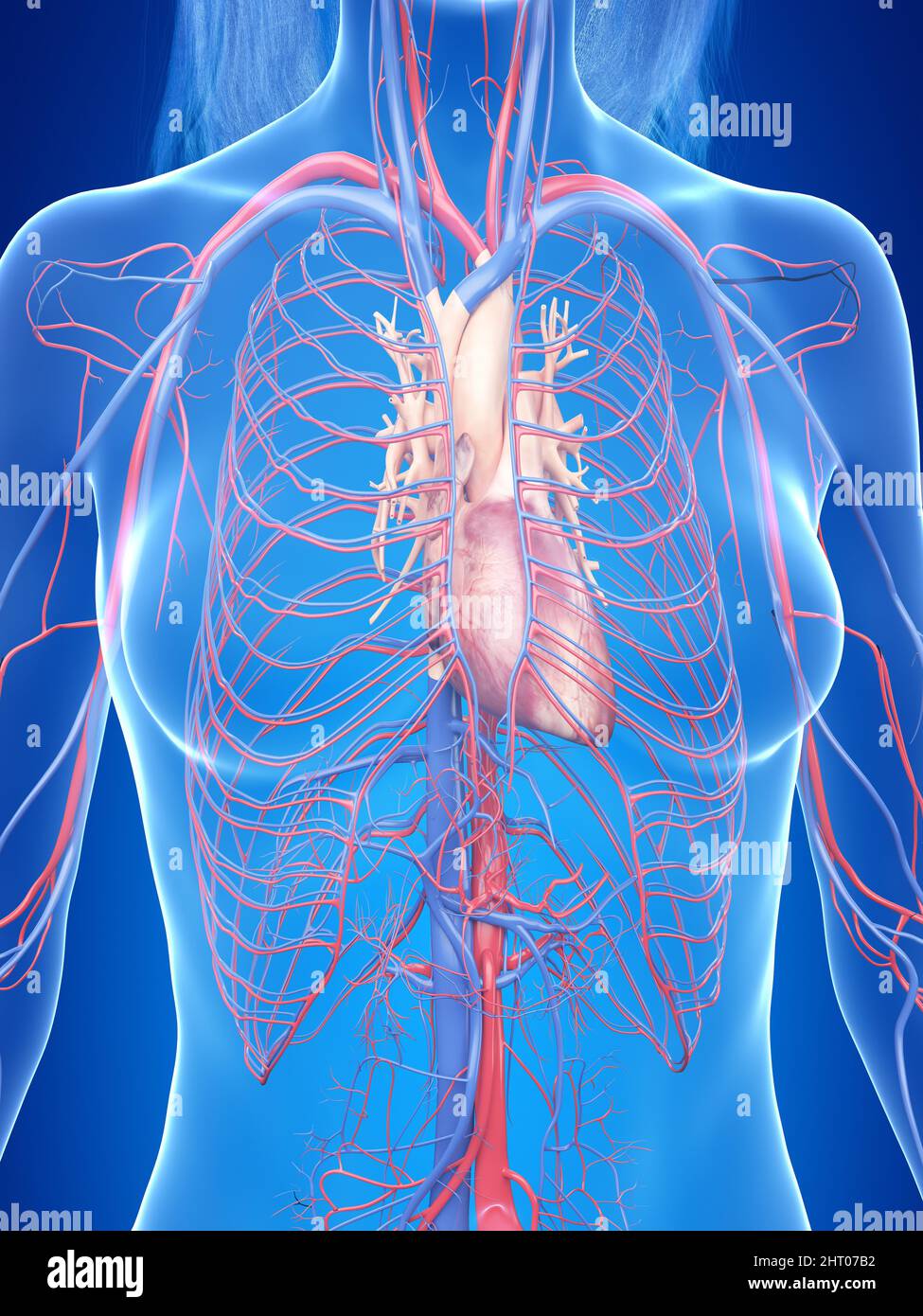 Human heart, illustration Stock Photo - Alamy
