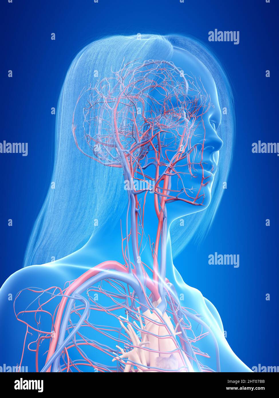 Human vascular system, illustration Stock Photo - Alamy