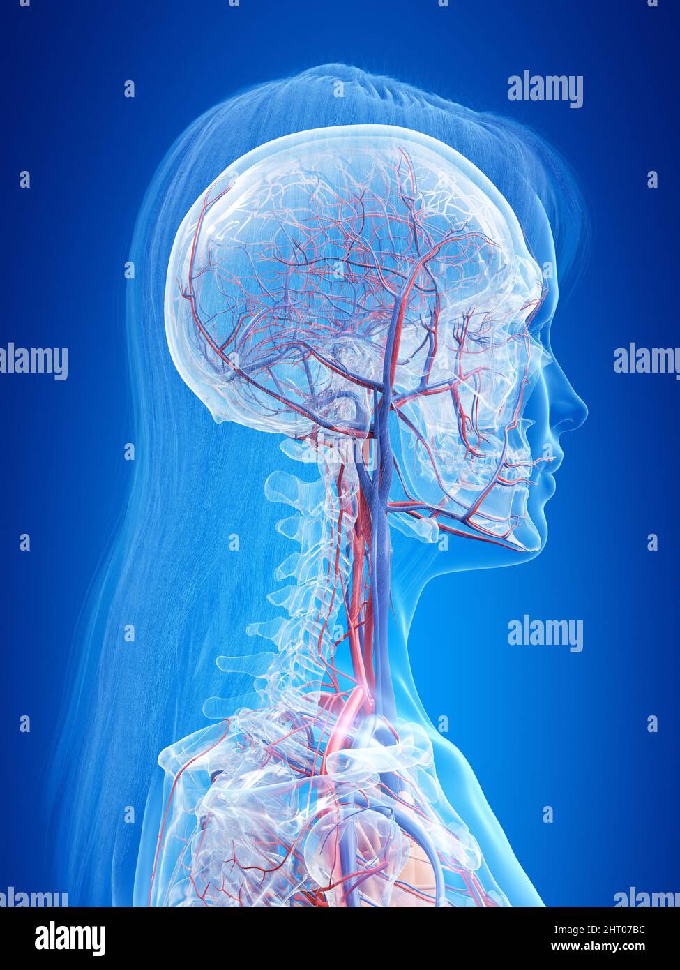 Human vascular system, illustration Stock Photo - Alamy