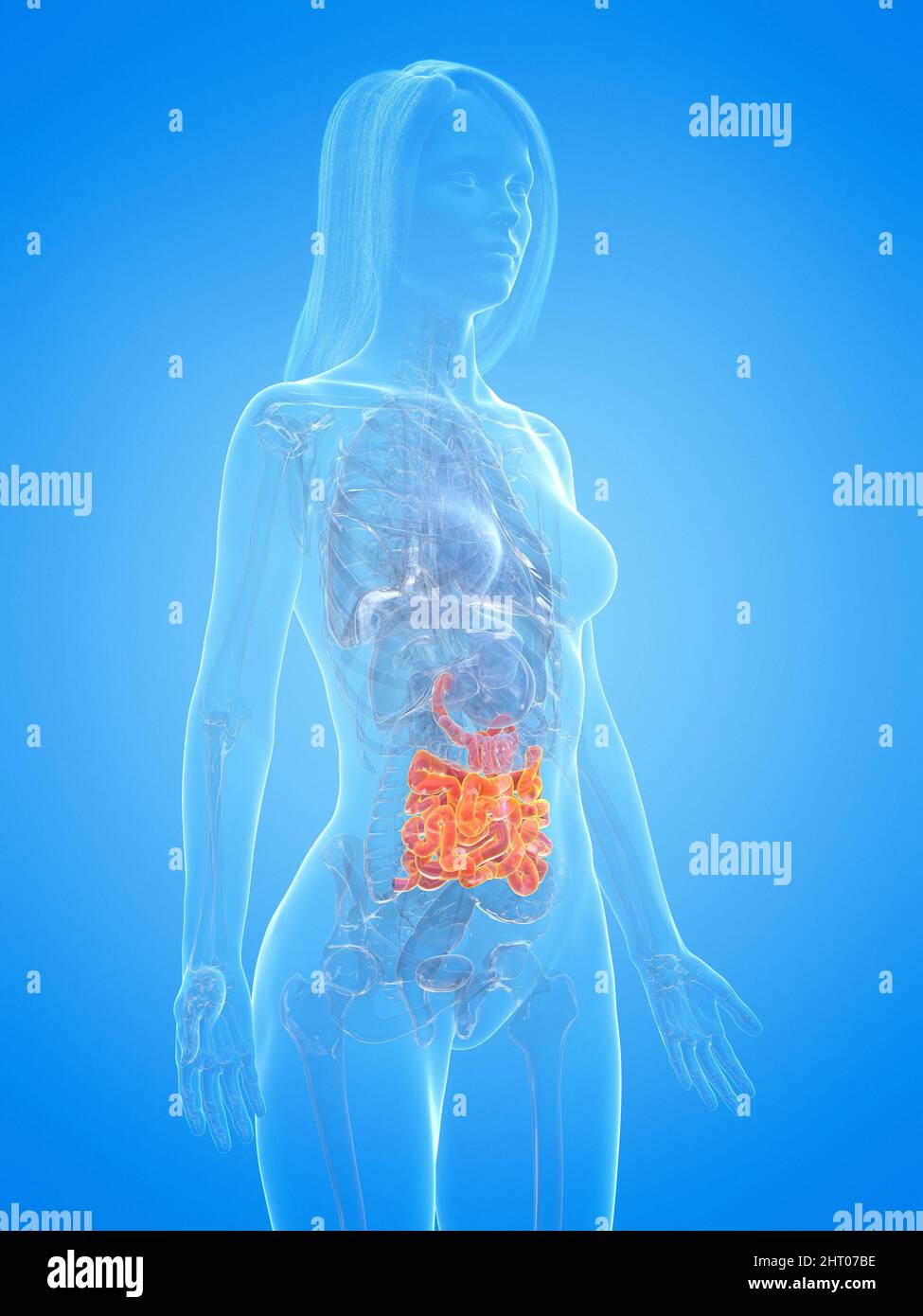 Human small intestine, illustration Stock Photo - Alamy