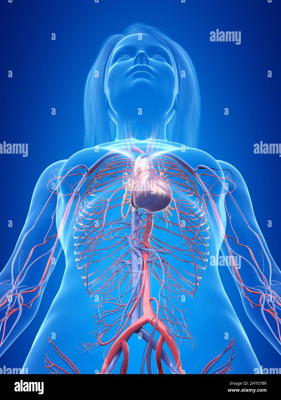 Human vascular system, illustration Stock Photo - Alamy