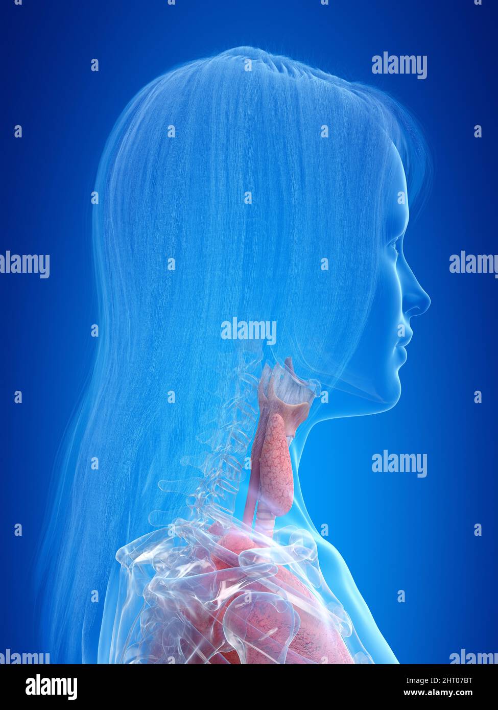 Human neck organs, illustration Stock Photo - Alamy