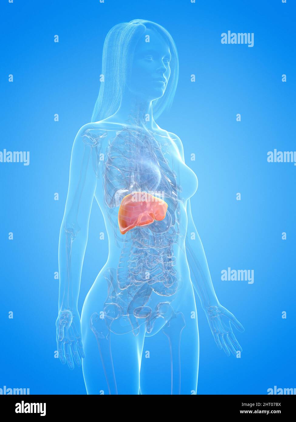 Human liver, illustration Stock Photo - Alamy