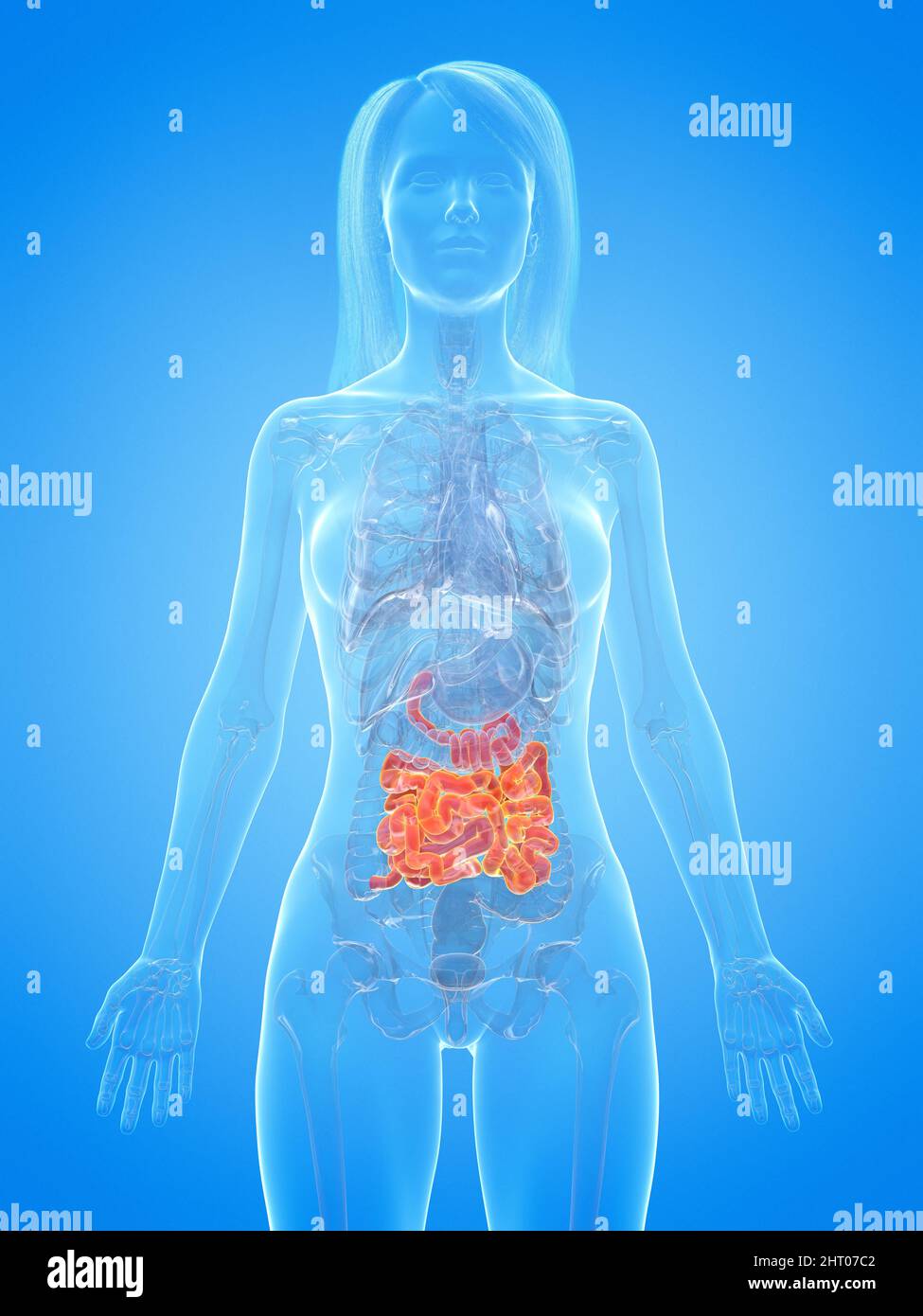 Human small intestine, illustration Stock Photo - Alamy