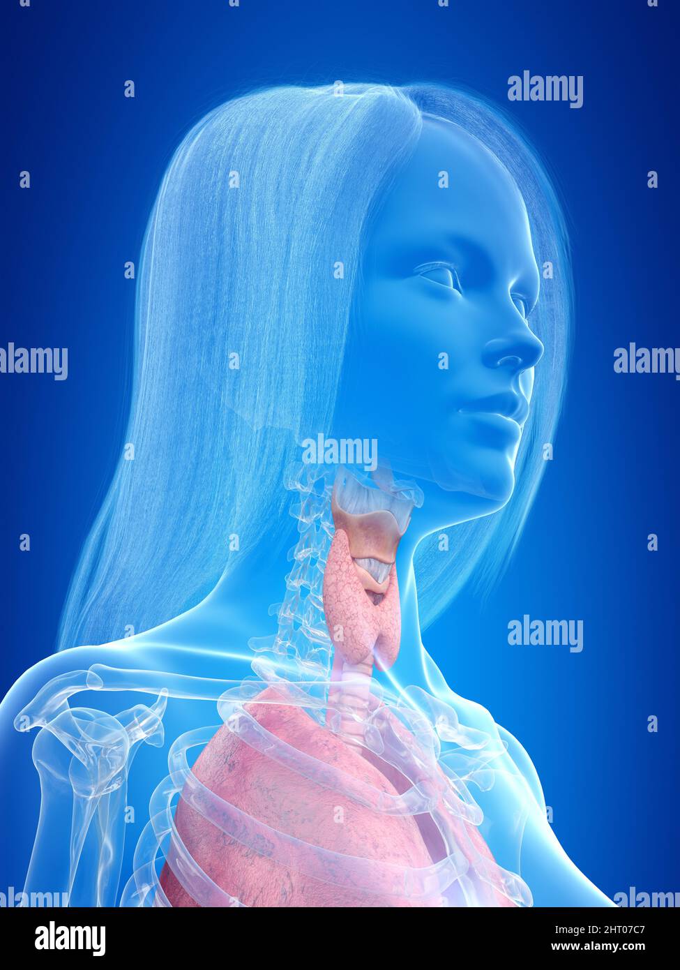 Human neck organs, illustration Stock Photo - Alamy
