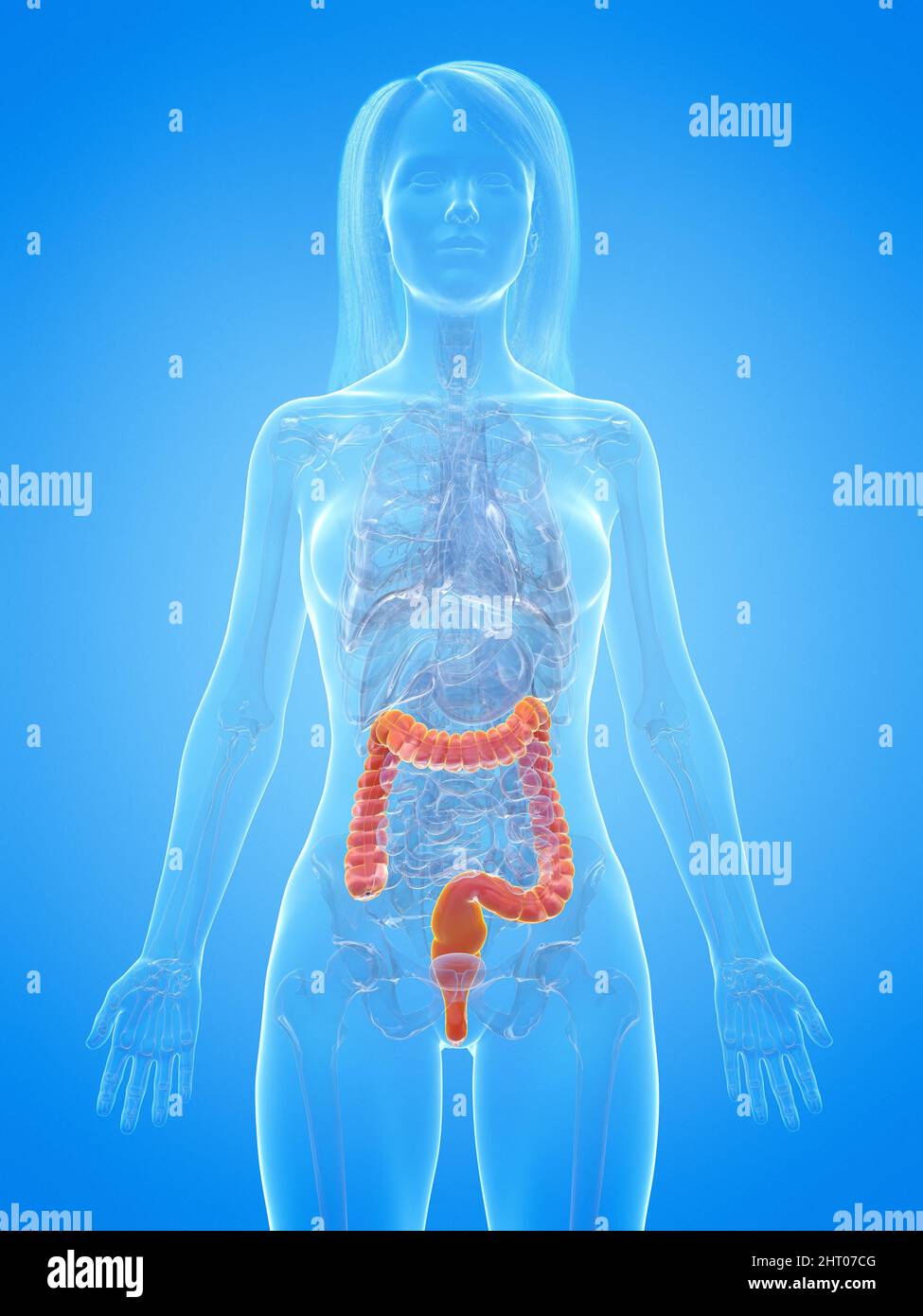 Human colon, illustration Stock Photo - Alamy