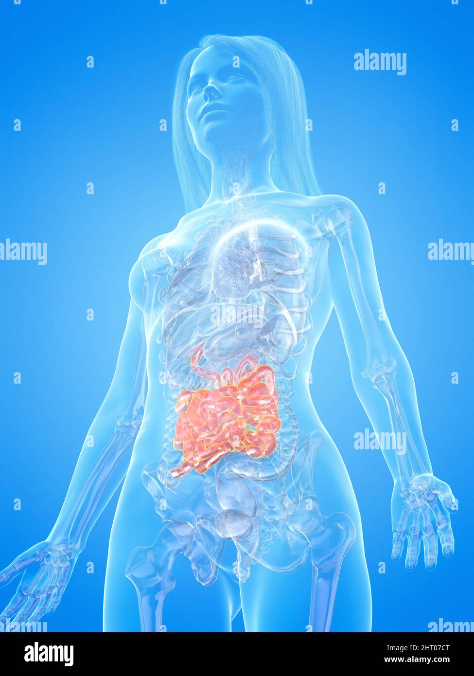 Human small intestine, illustration Stock Photo - Alamy