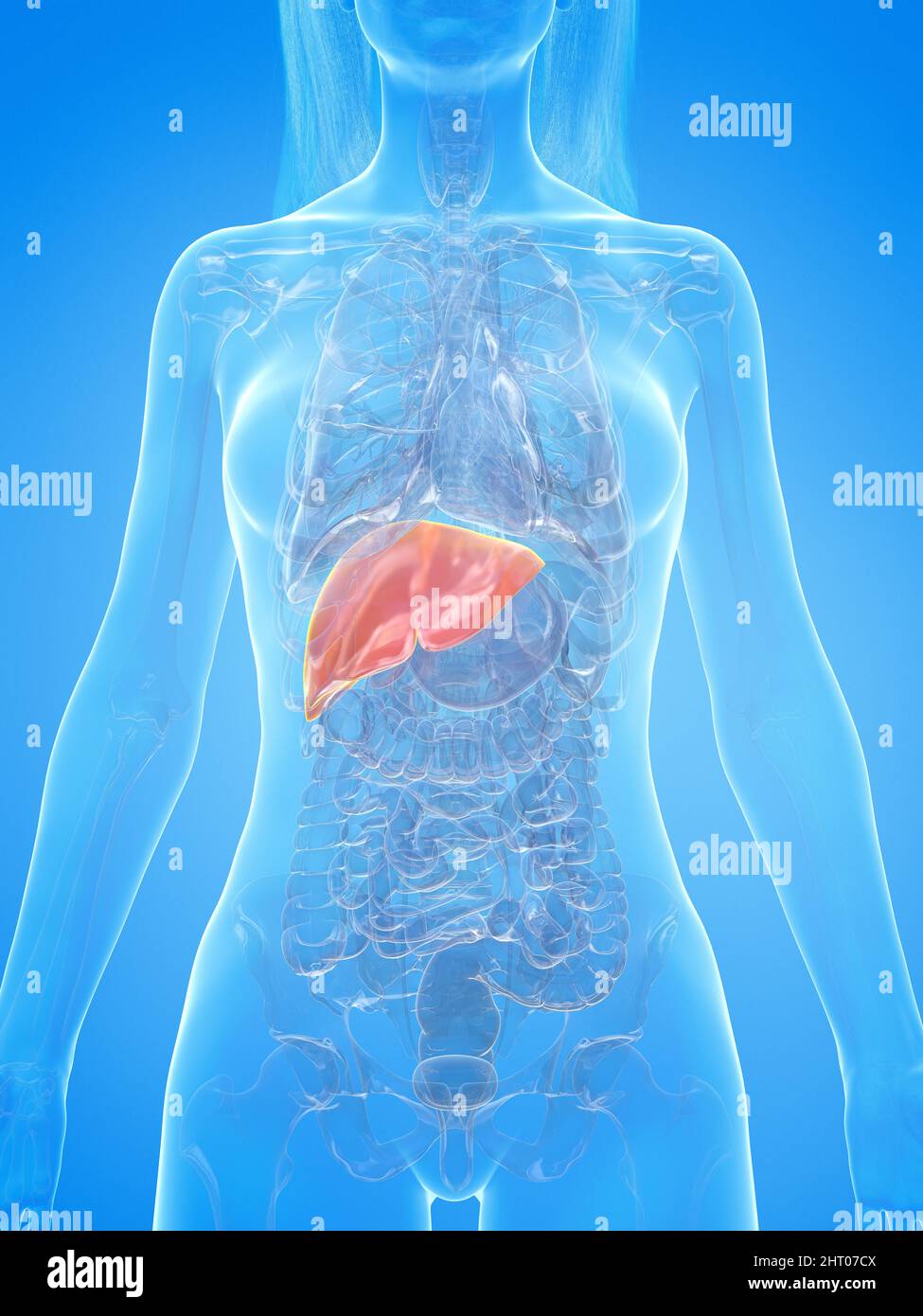 Human liver, illustration Stock Photo - Alamy