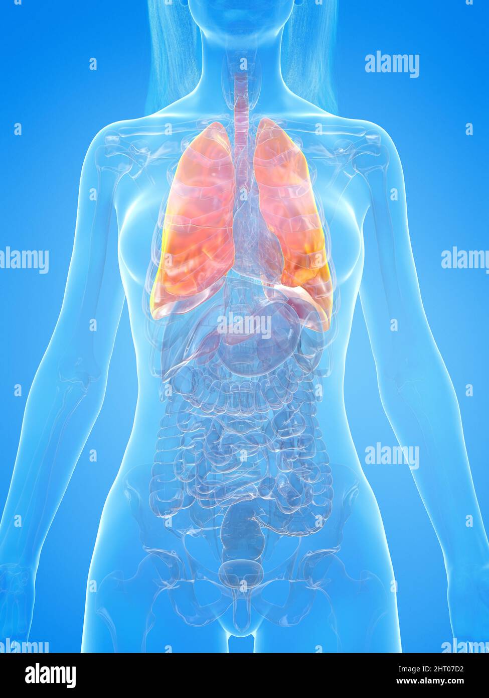 Human lung, illustration Stock Photo - Alamy