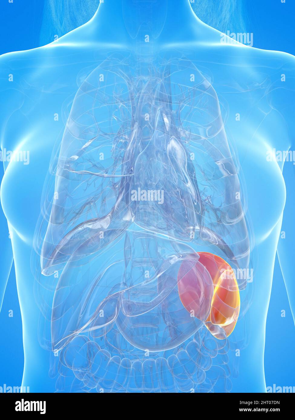 Human spleen, illustration Stock Photo - Alamy