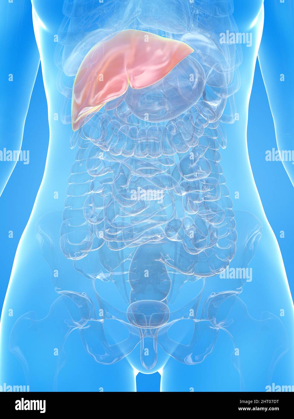 Human liver, illustration Stock Photo - Alamy
