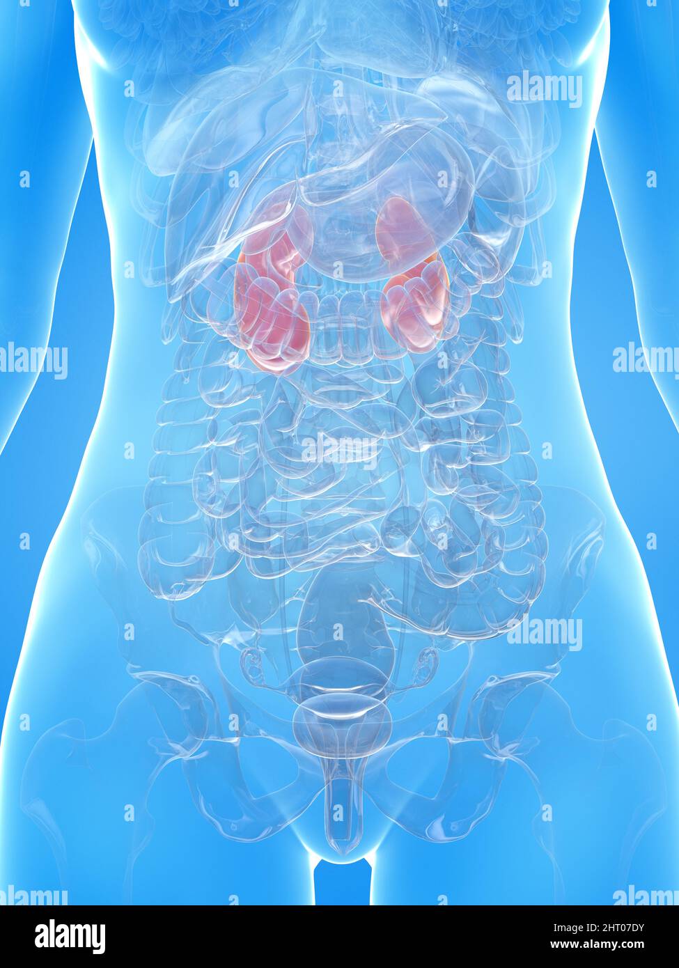 Human kidneys, illustration Stock Photo - Alamy