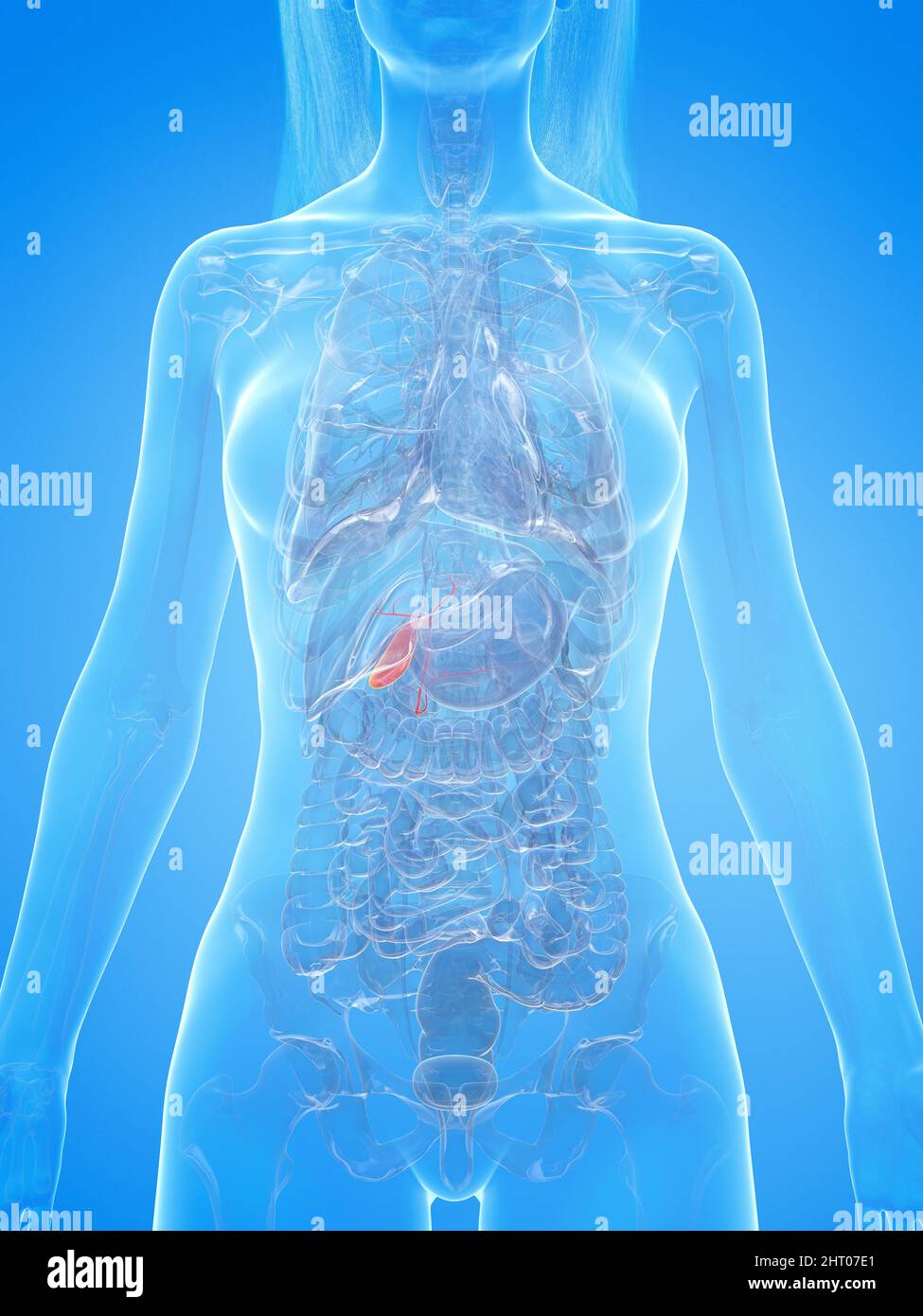 Human gallbladder, illustration Stock Photo - Alamy