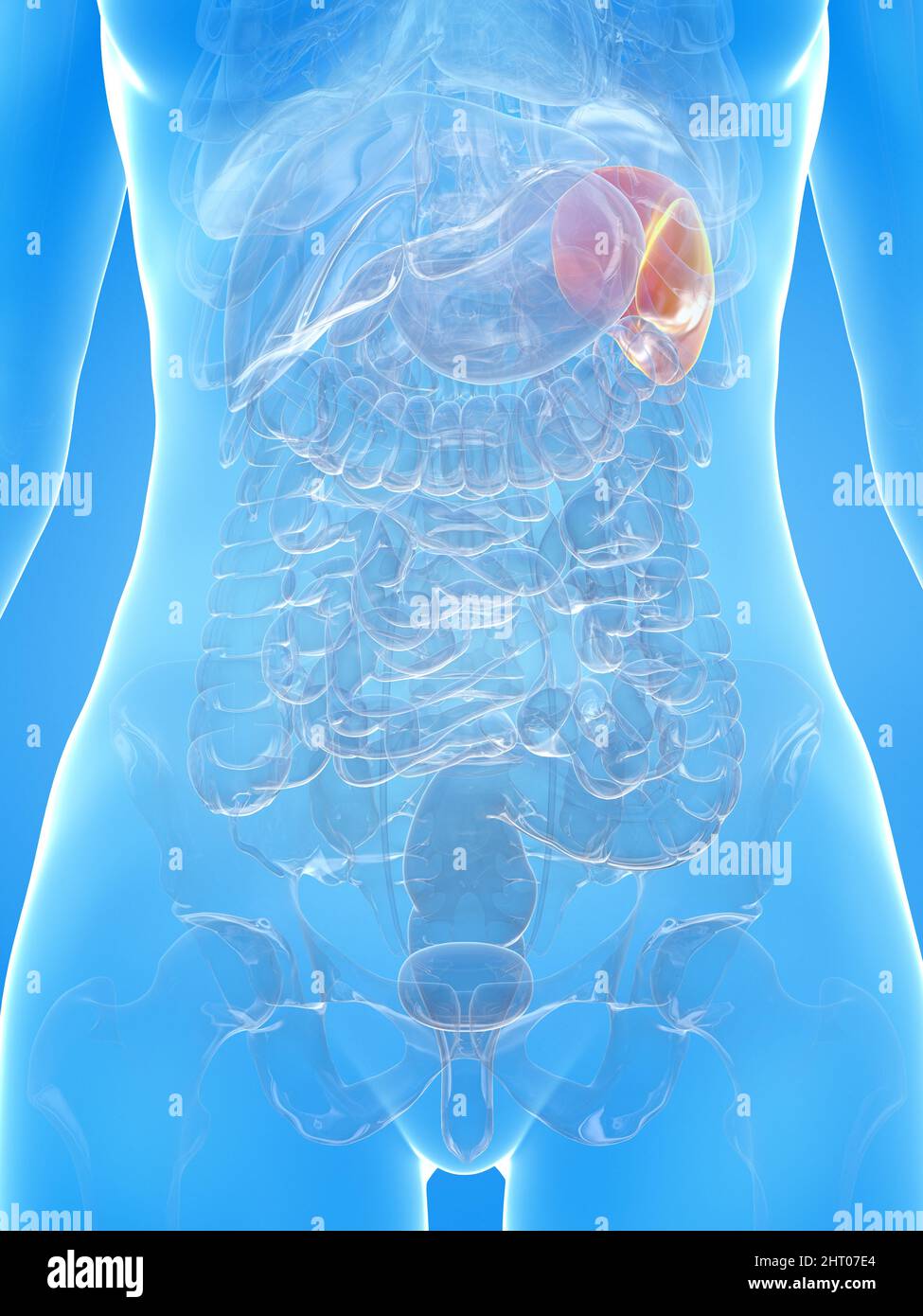 Human spleen, illustration Stock Photo - Alamy