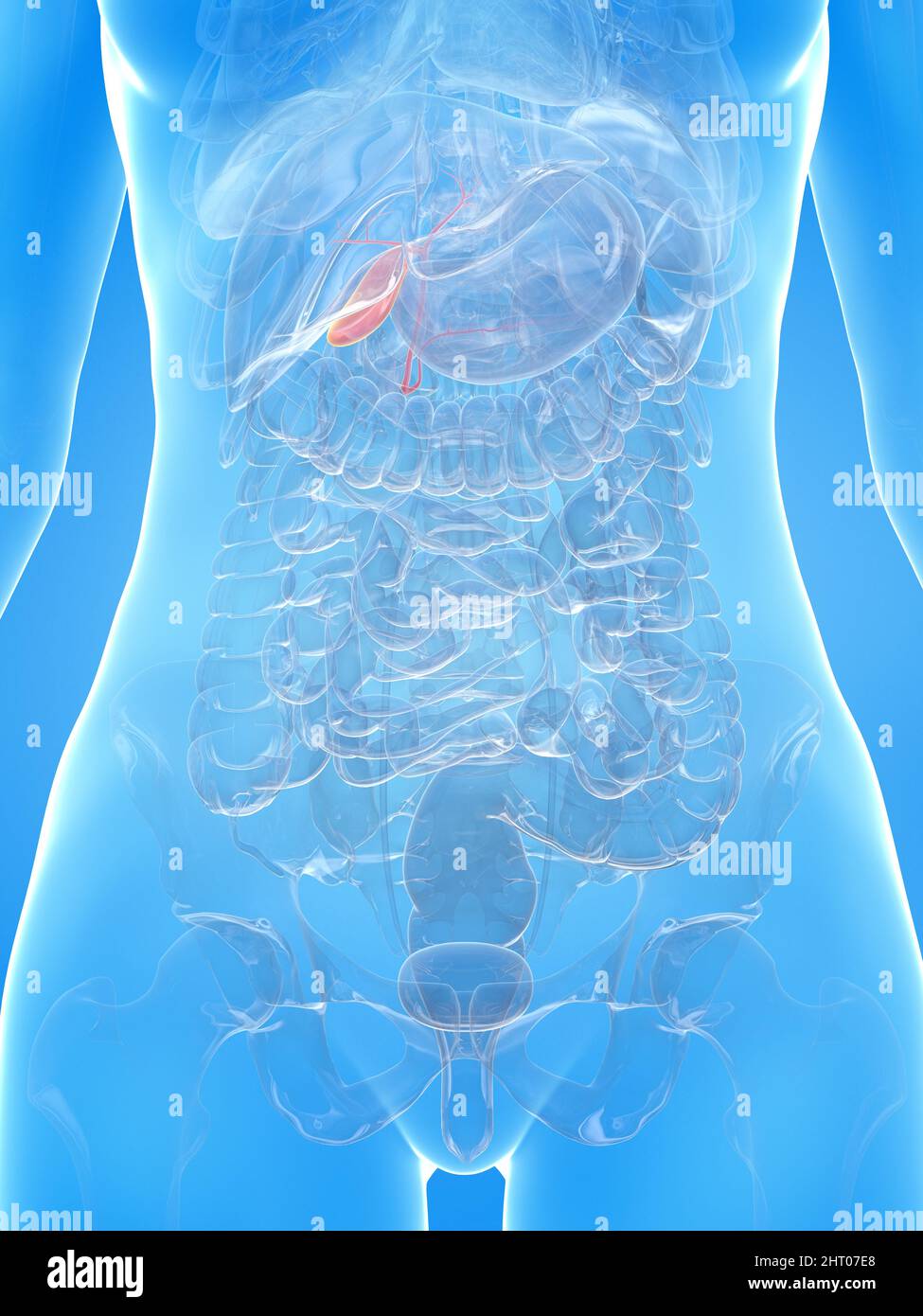 Human gallbladder, illustration Stock Photo - Alamy