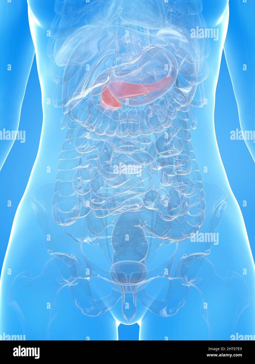 Human pancreas, illustration Stock Photo - Alamy