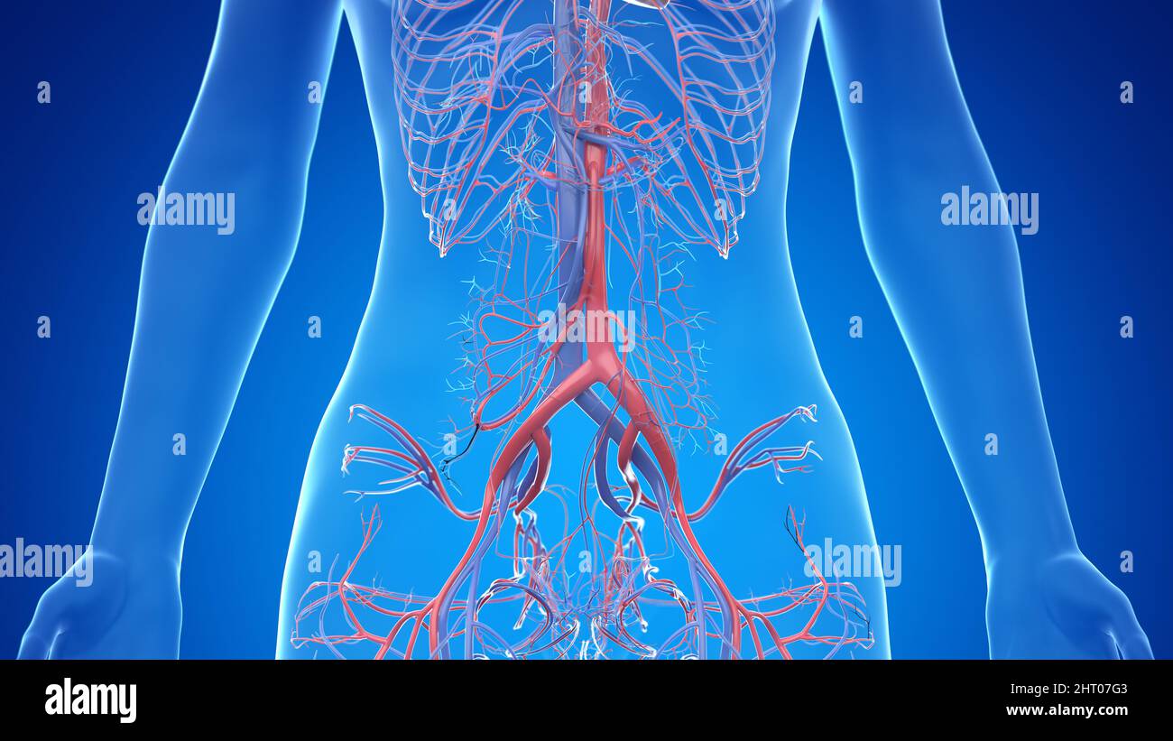 Human abdominal vascular system, illustration Stock Photo - Alamy