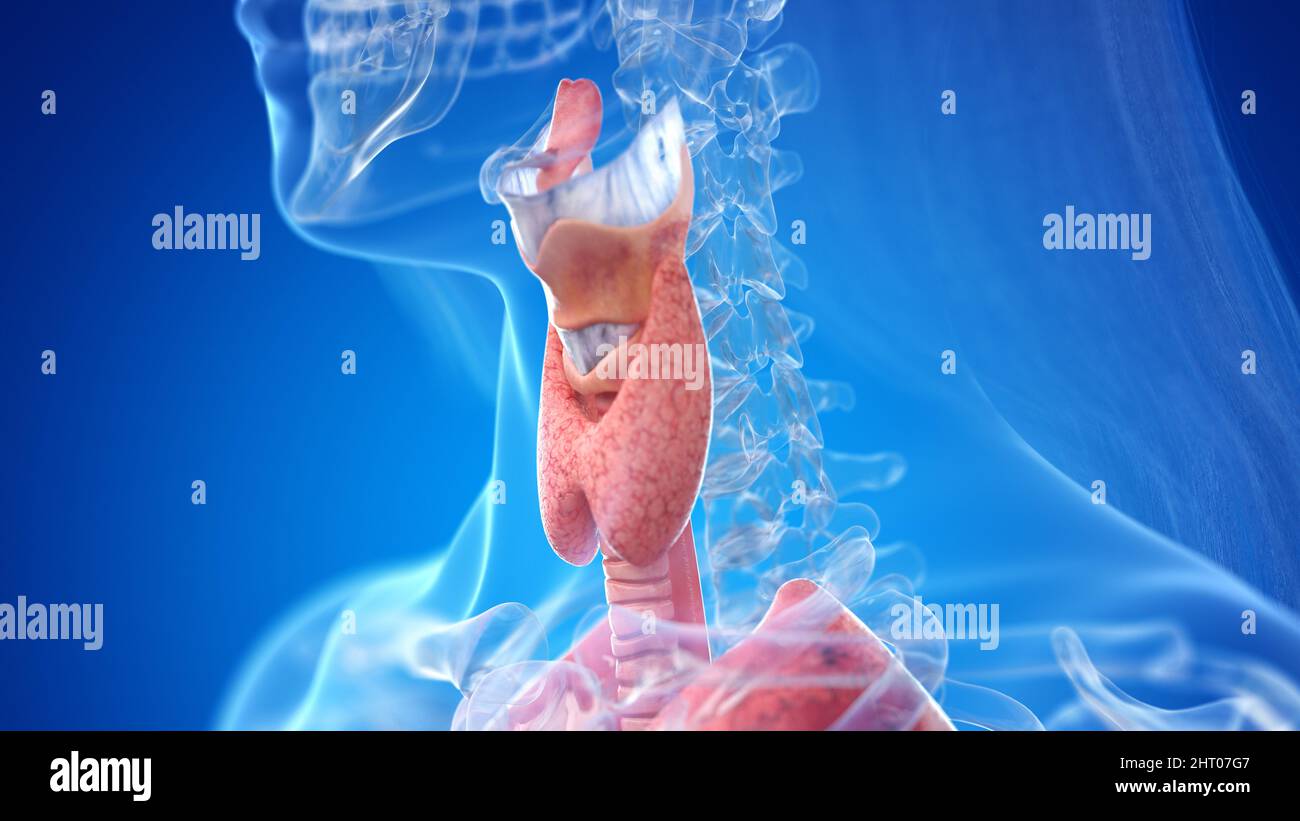 Human neck anatomy, illustration Stock Photo - Alamy