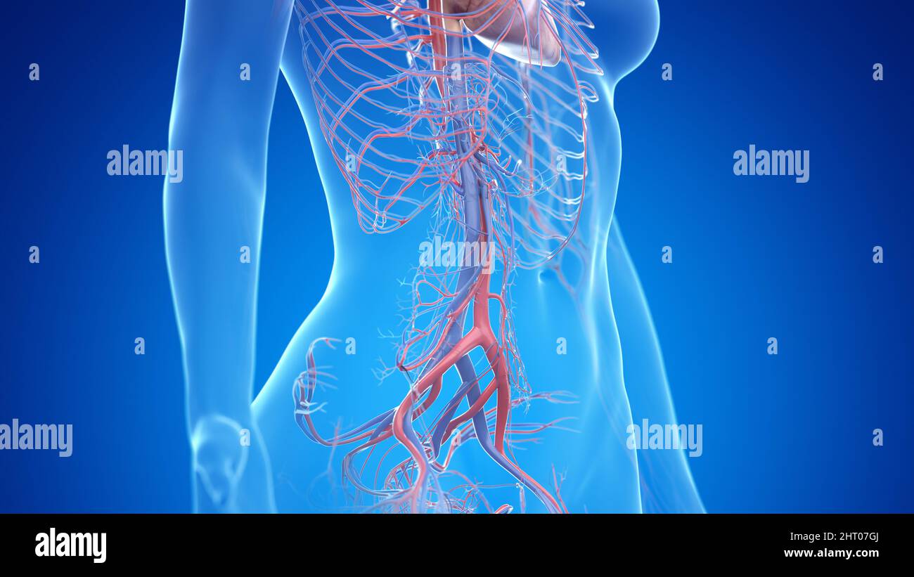 Human abdominal vascular system, illustration Stock Photo - Alamy