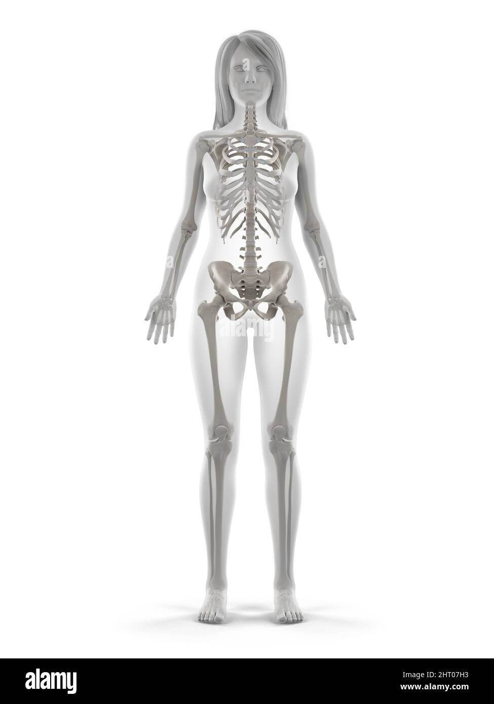 Human skeleton, illustration Stock Photo - Alamy