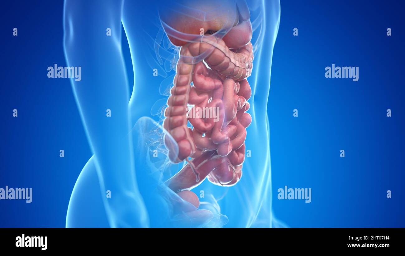 Human abdominal organs, illustration Stock Photo - Alamy